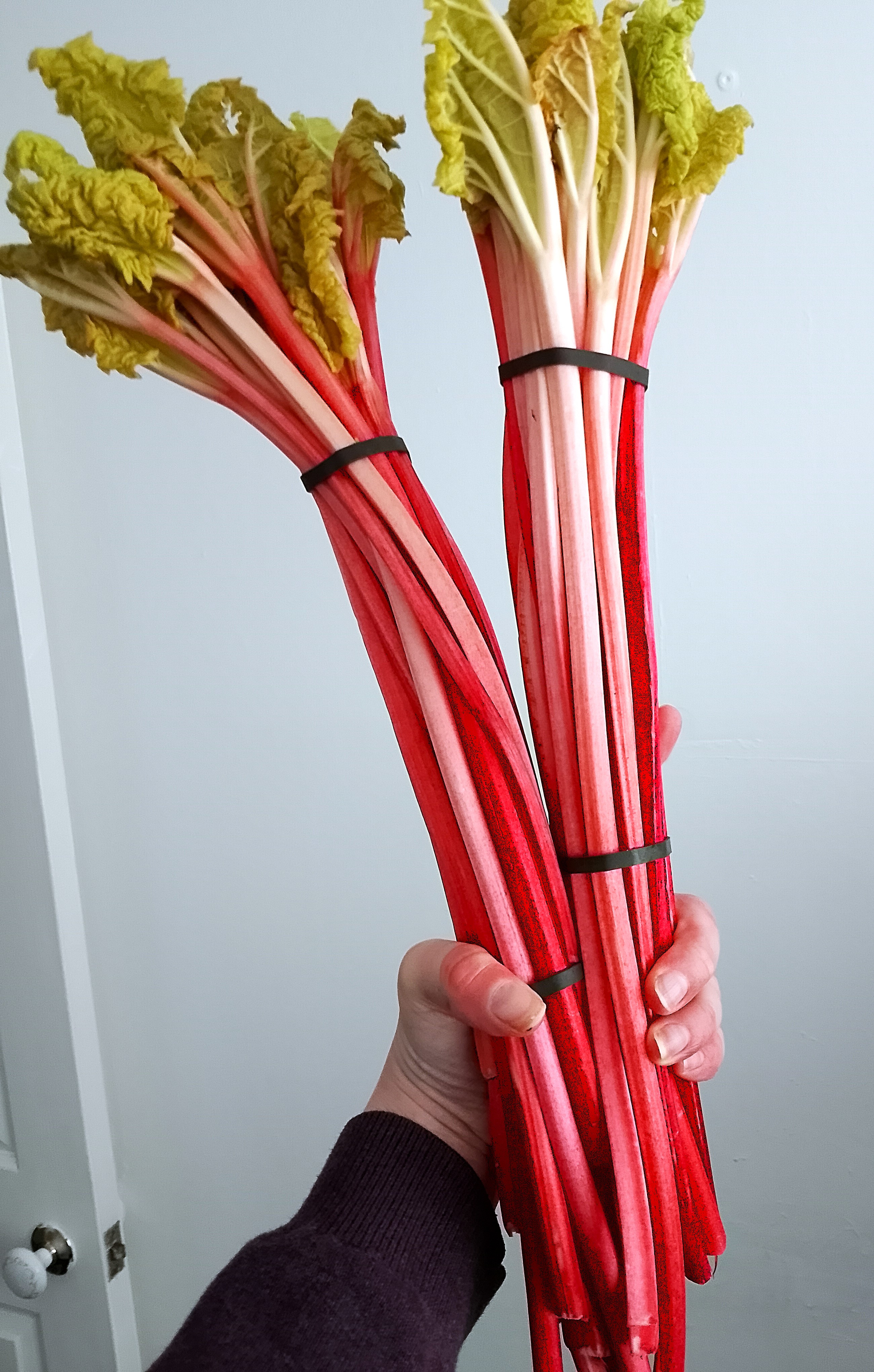 Wakefield Rhubarb Festival – DANNIIXBHRI